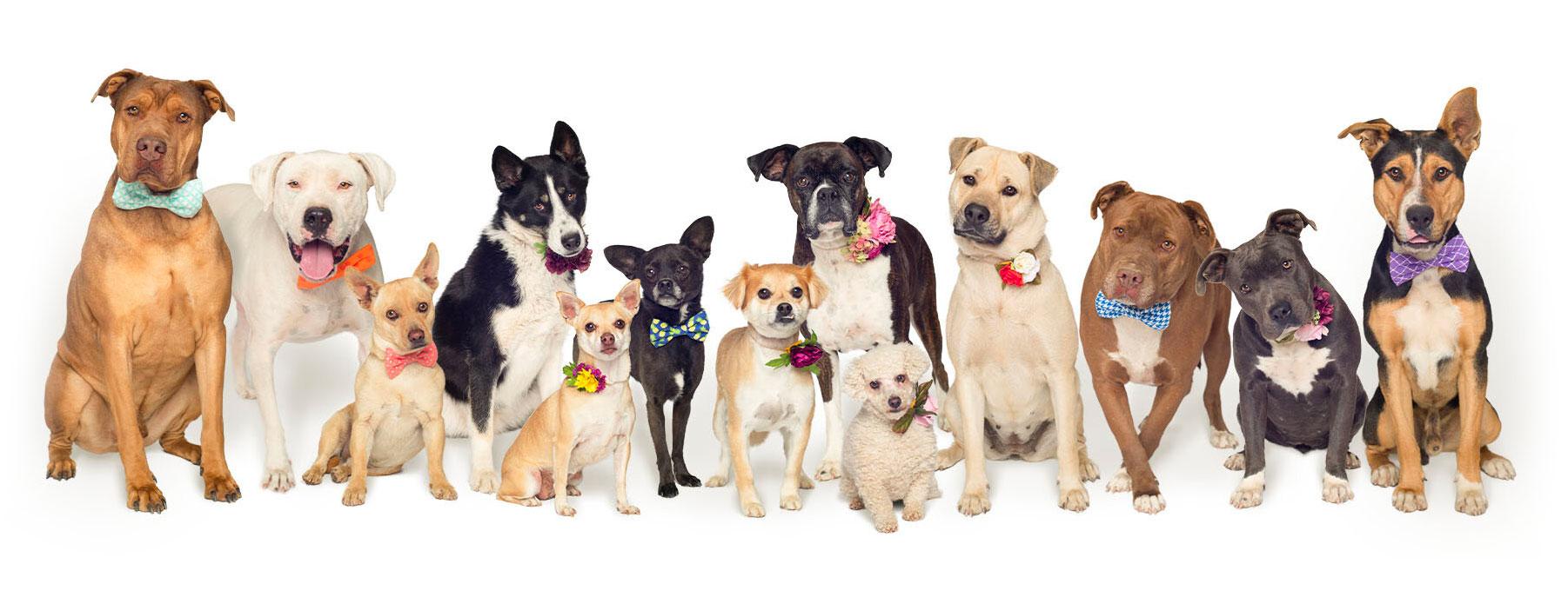 Lucky's Crew Animal Rescue – Rescue Your Rescue